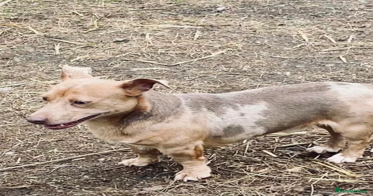 Lilac Merle adult Jack Russell by for sale in Doncaster | Pets4Homes