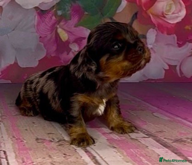 Merle cavalier King Charles for sale in Mirfield | Pets4Homes