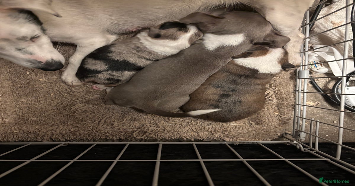 Merle Jack Russell Dog Pup for sale in Wisbech | Pets4Homes