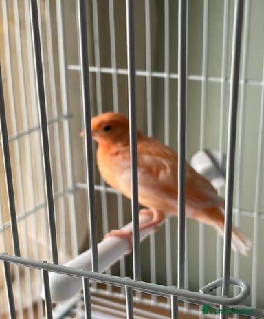 Canaries birds for sale | Pets4Homes