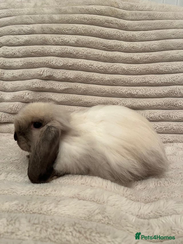 seal point cashmere mini lop for sale! for sale in Bootle | Pets4Homes