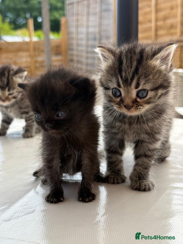 3 Stunning Female Kittens For Sale For Sale In Birmingham Pets4homes