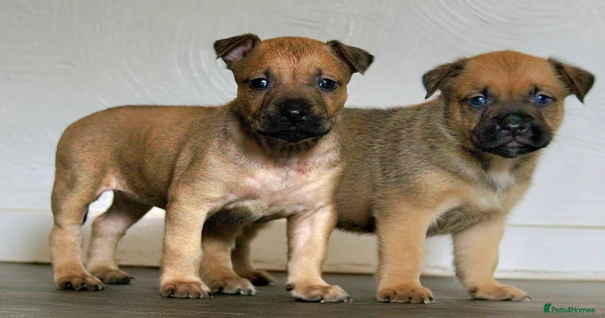 Herd# Puppies for sale | Pets4Homes