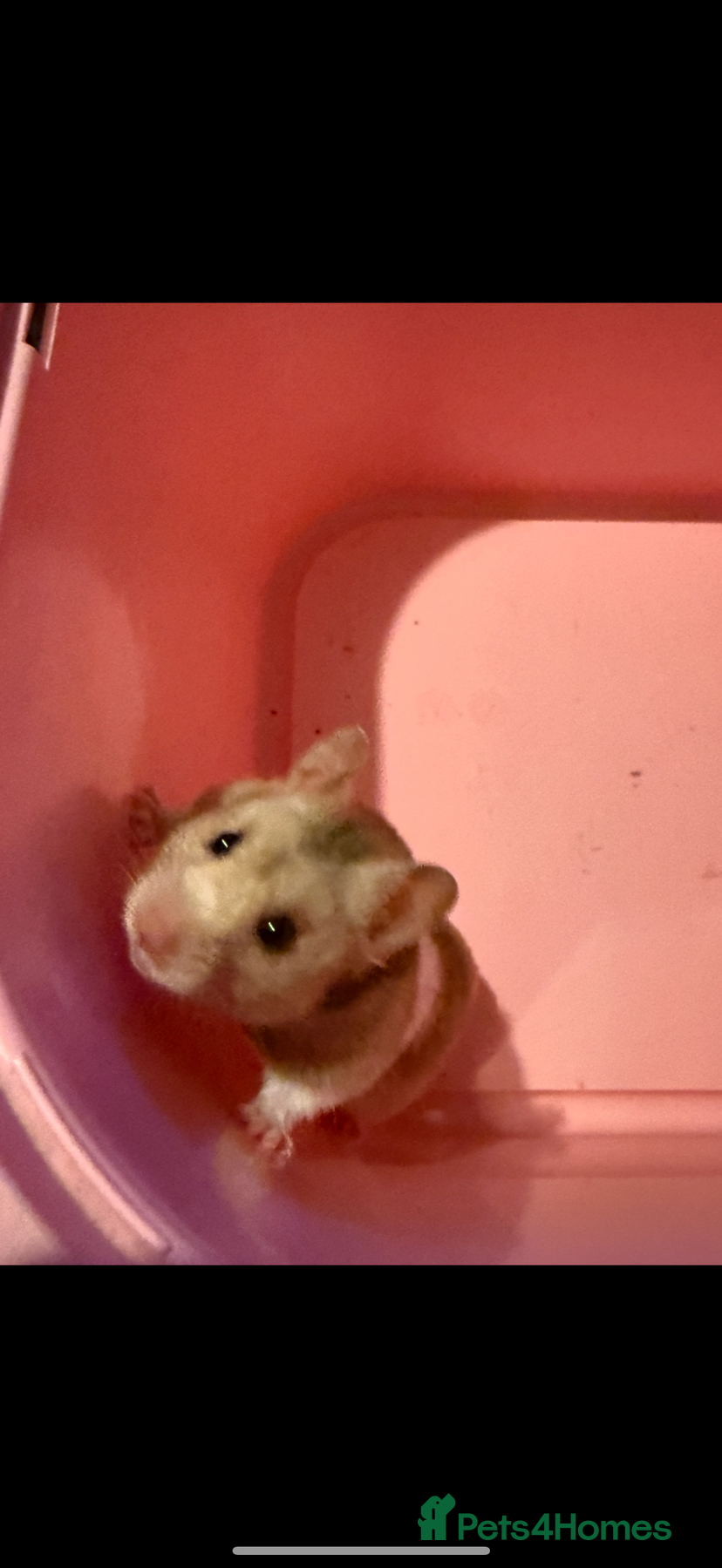 Female hamster with large cage for sale in Watford | Pets4Homes