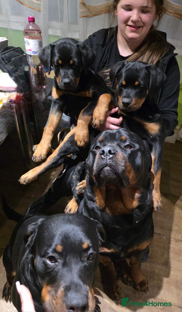 Inese rottweiler | Pets4Homes