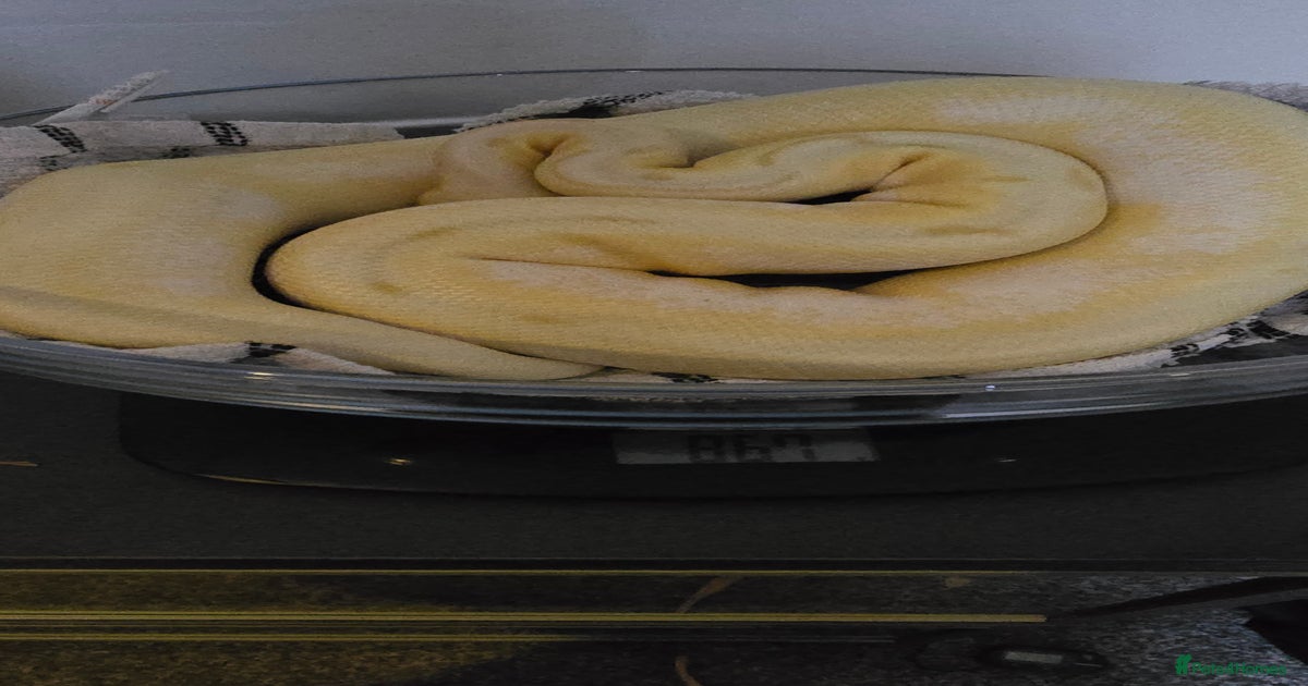 Royal pythons for sale in Huddersfield | Pets4Homes