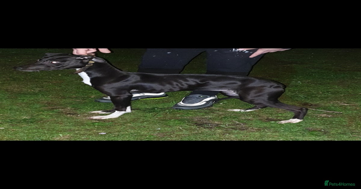 Saluki bull - (english) greyhound for sale in Leigh | Pets4Homes
