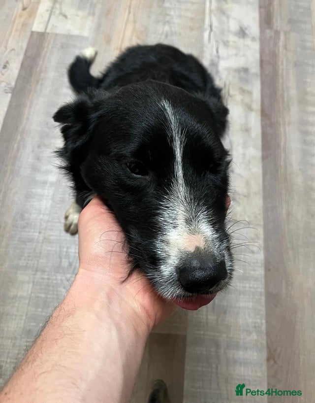 Male Border Collie X Labradoodle for Sale for sale in Oswestry | Pets4Homes