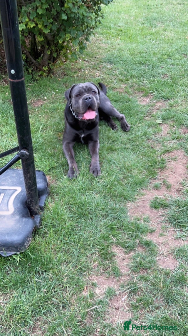 Blaze for sale in Luton | Pets4Homes