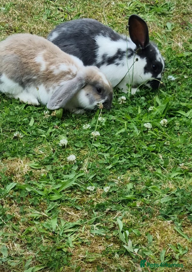 Two female rabbits for sale for sale in Liverpool | Pets4Homes