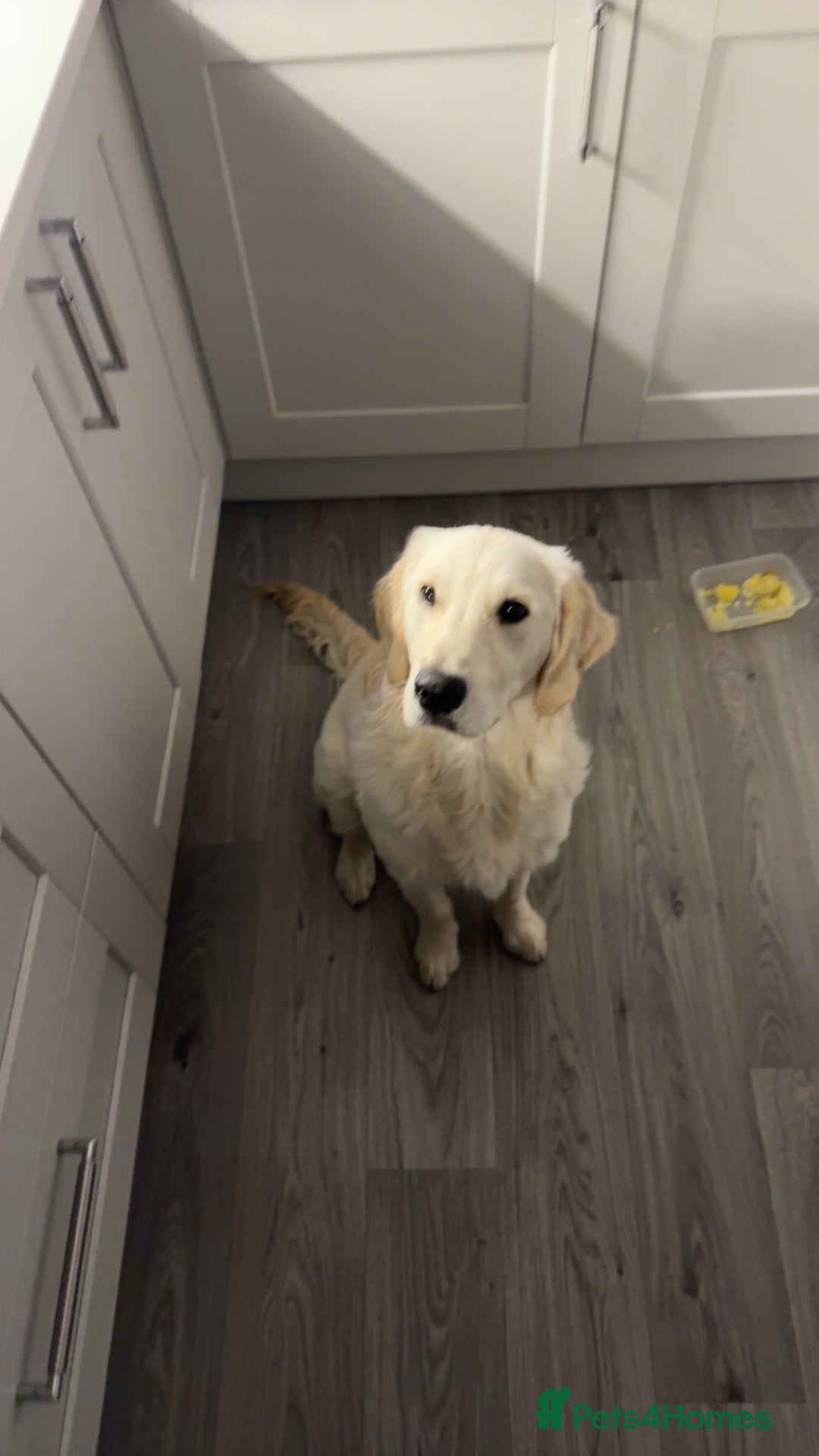 KC Pedigree Snow White Golden Retriever for stud in Kingswinford ...