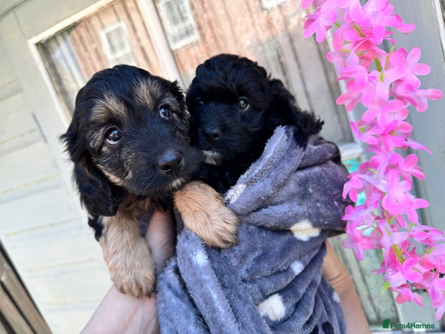 Miniature Cavapoos Black Ready Monday 19th for sale in Mansfield ...