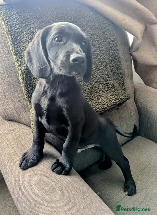 Cockerdor puppies for sale in Blackpool | Pets4Homes