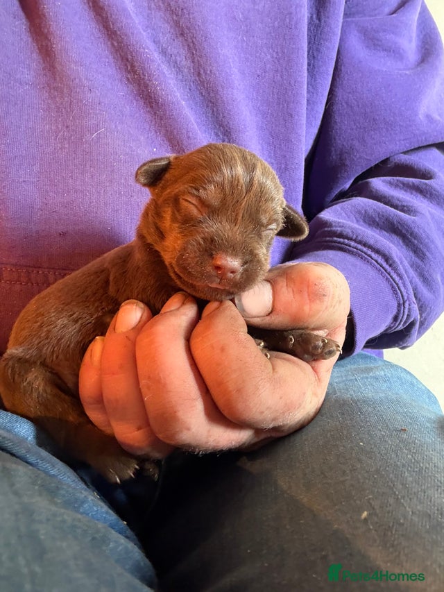 Chocolate & Tan Smooth coated female for sale in Gretna | Pets4Homes
