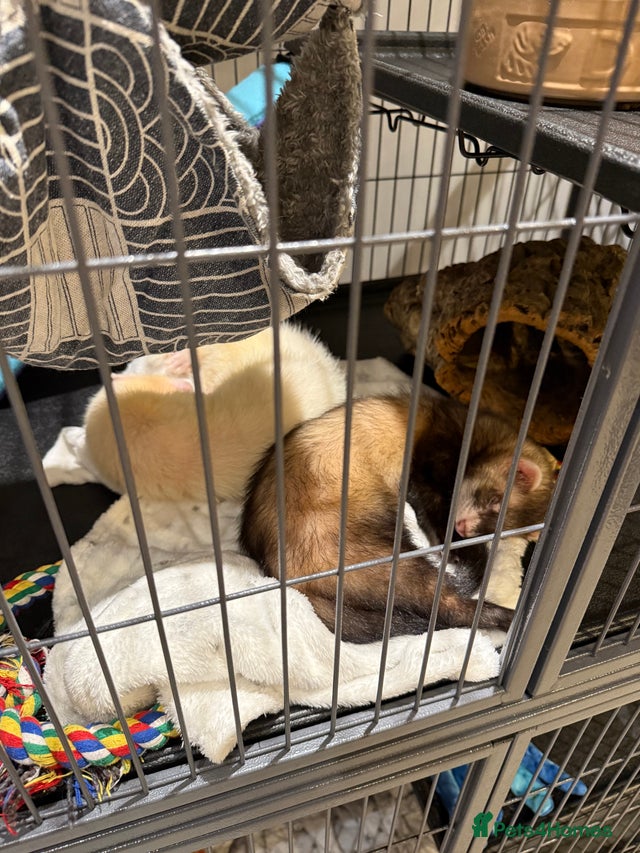 2 Male Ferrets with Full cage set up for sale in Elland | Pets4Homes