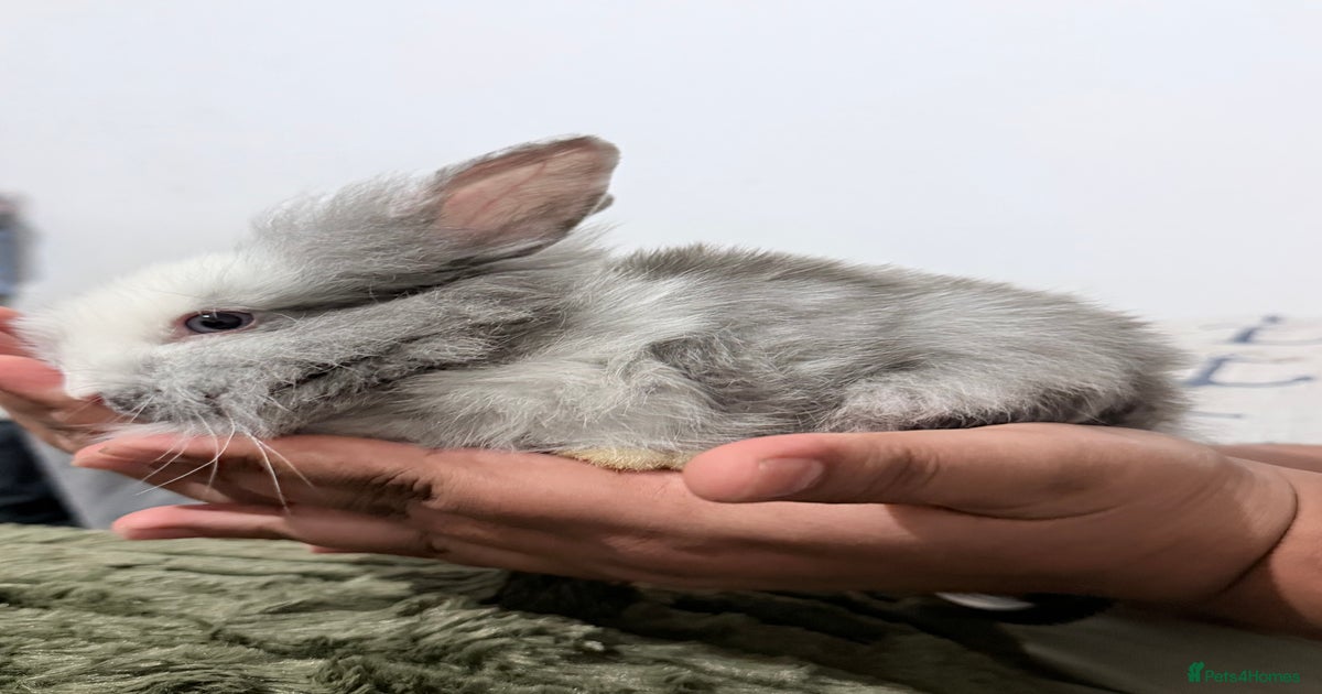 Cute Lionhead baby bunnies-VERY FRIENDLY for sale in Coventry | Pets4Homes