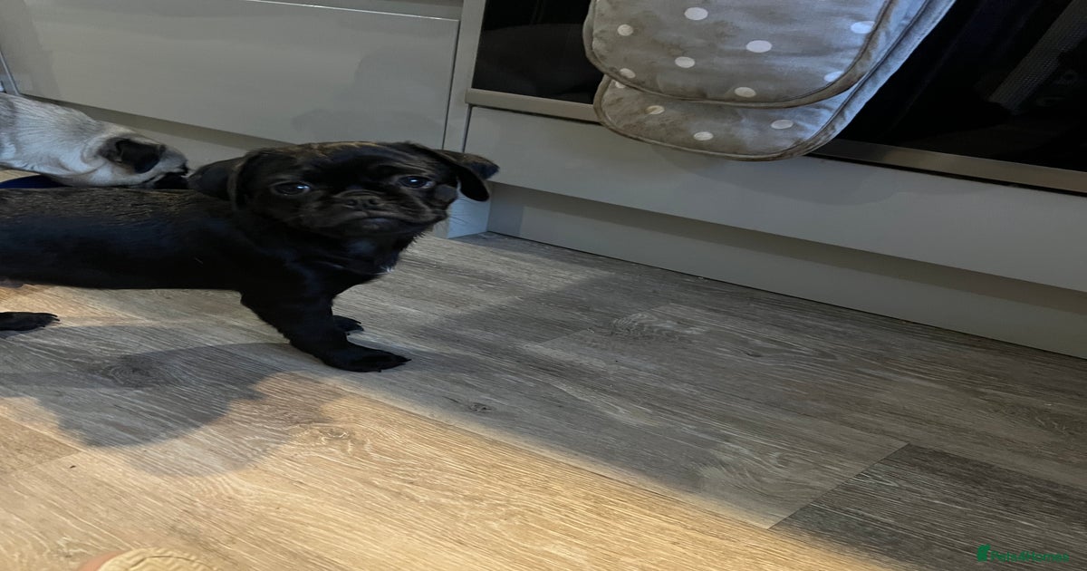 Beautiful pug puppies for sale in New Romney | Pets4Homes