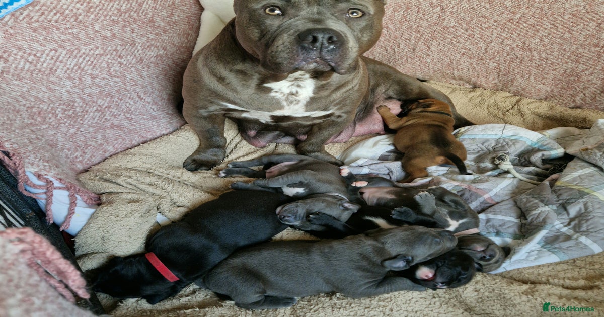 Abkc standard american bully pups for sale in Hull | Pets4Homes
