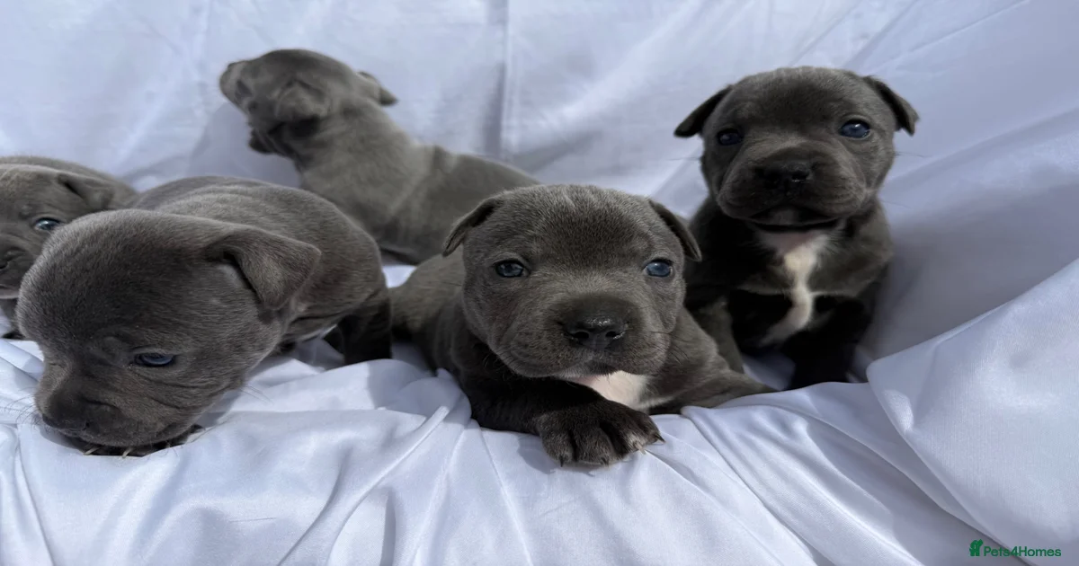 Staffordshire Bull Terrier Puppies for sale | Pets4Homes