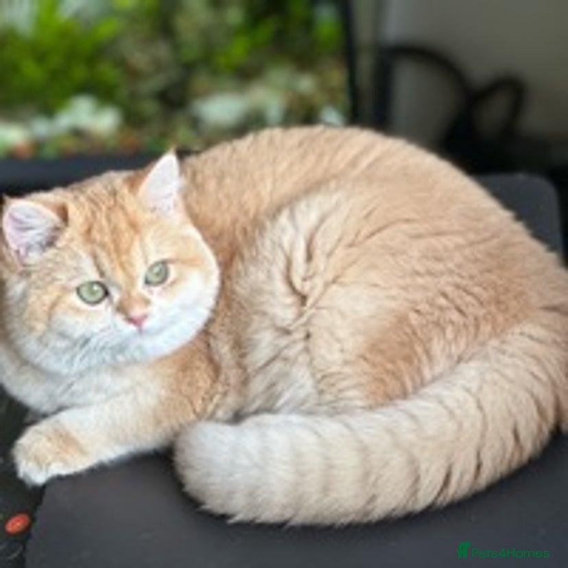 Licensed breeders of British Shorthair kittens | Pets4Homes