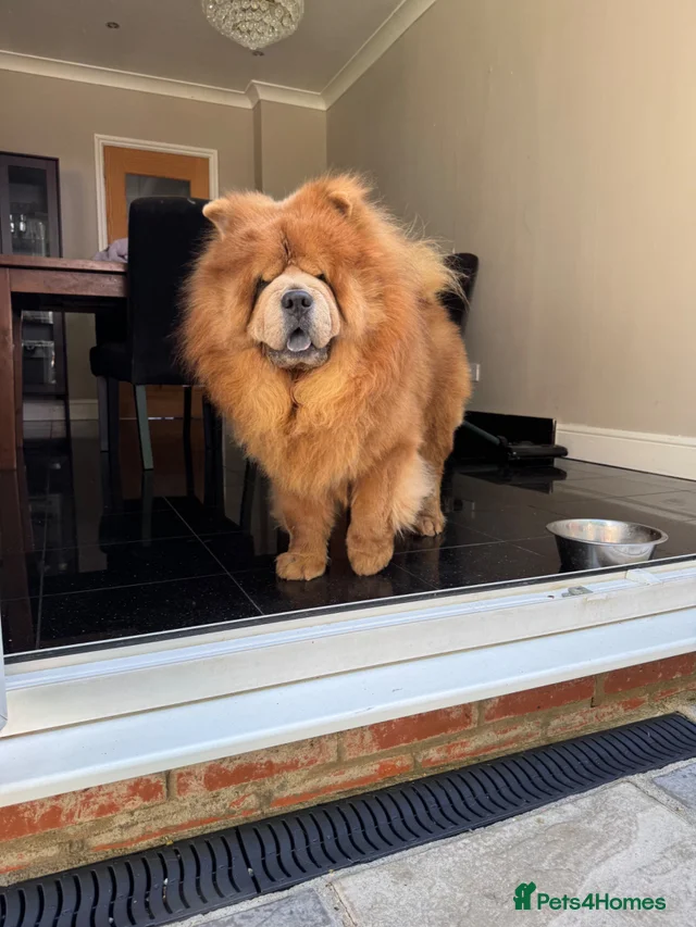 Chow chow male cinnamon 5 years old for sale in Dagenham | Pets4Homes
