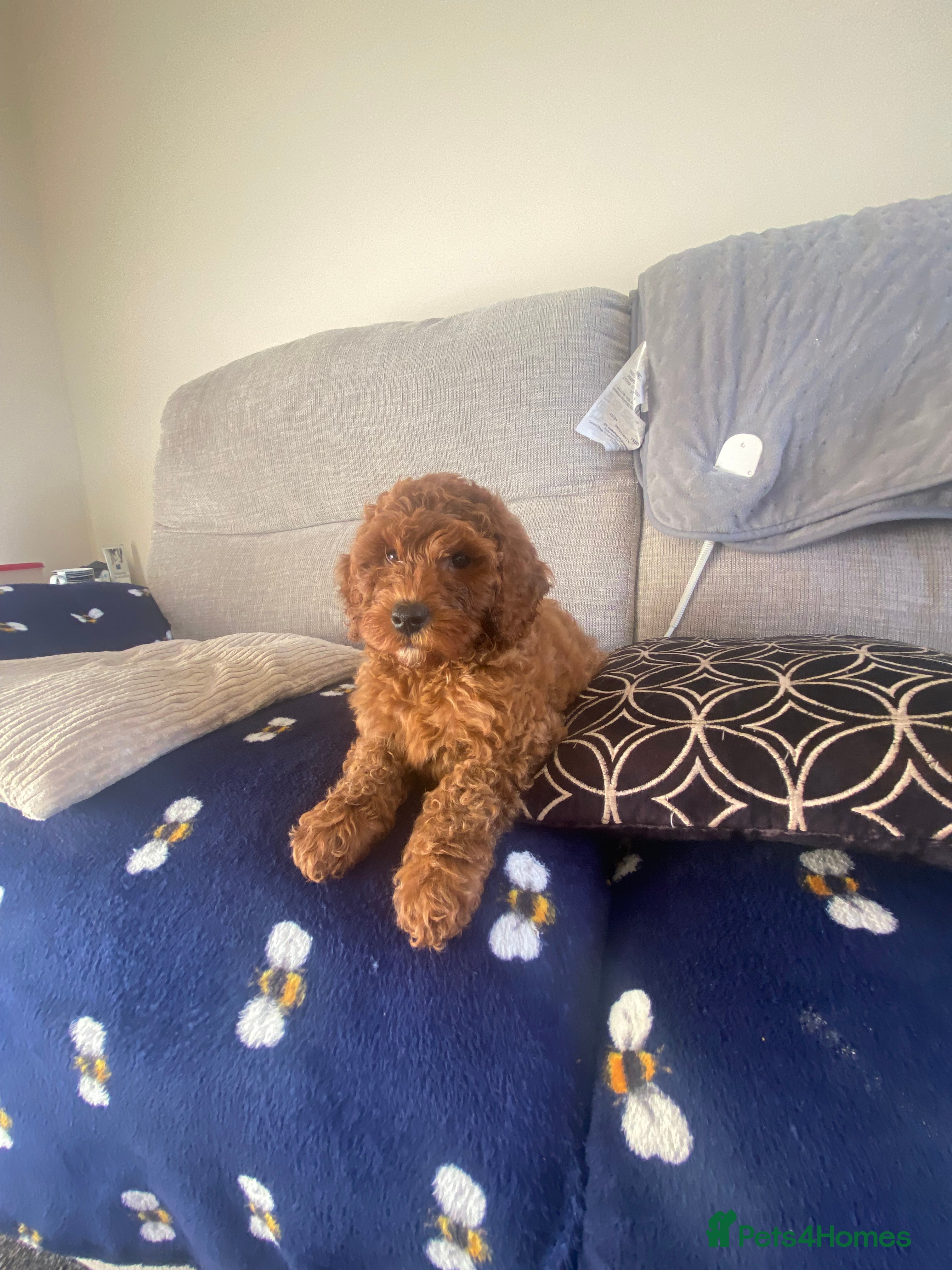 Fox Red Cockapoo puppies looking for forever homes for sale in | Pets4Homes