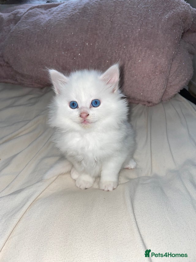 Gorgeous white fluffy Turkish angora kittens for sale in Bristol ...