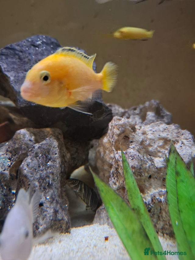 Tropical fish for sale in Norwich | Pets4Homes