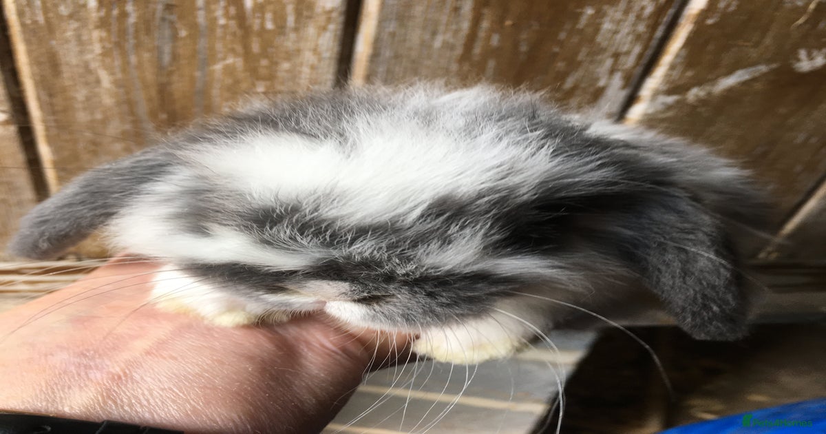 8 week old mini lops for sale in York | Pets4Homes