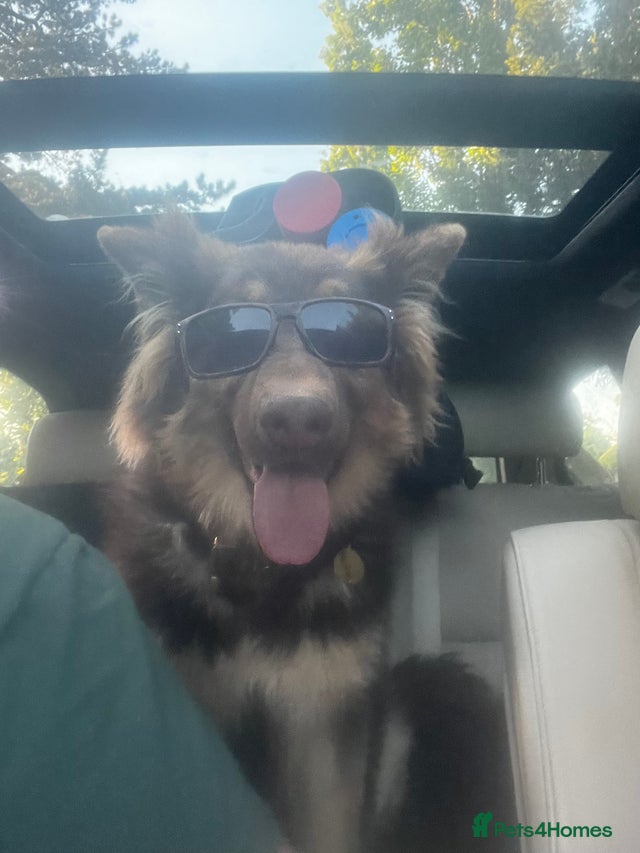 German shepherd for sale in Wantage | Pets4Homes