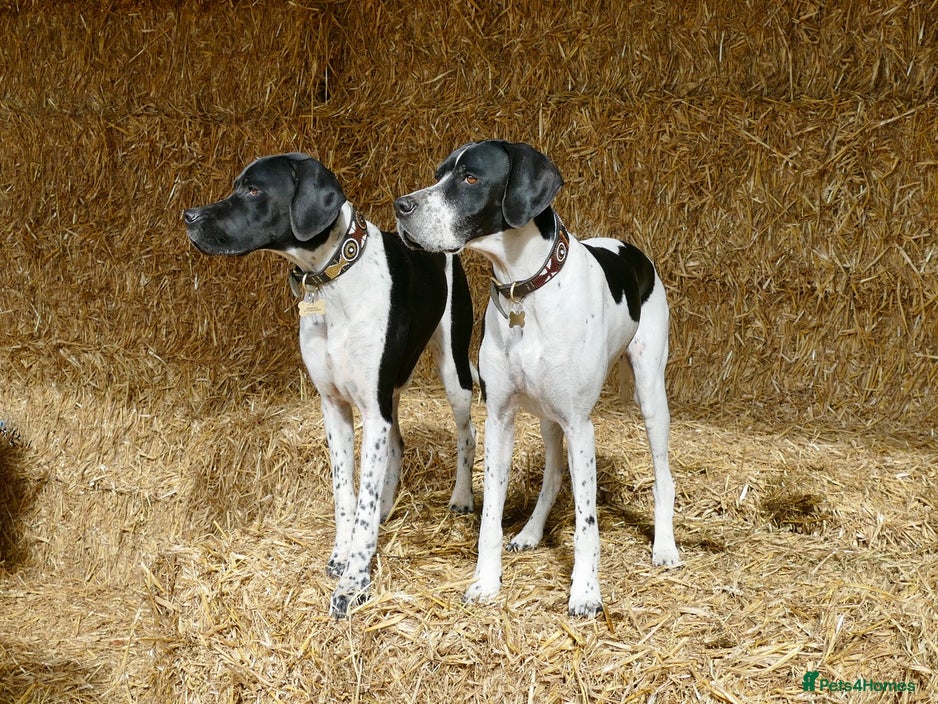 Pointer Dogs Breed - Information, Temperament, Size & Price | Pets4Homes