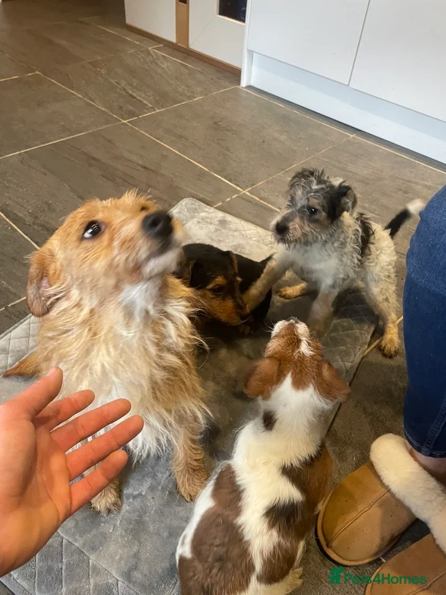 Adorable wire hair fox terrier x jack russell for sale in Basildon ...