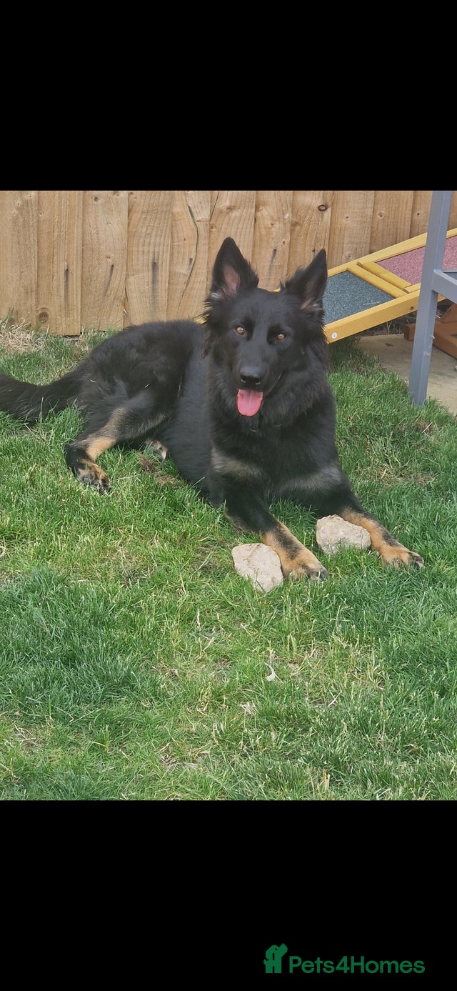 Beautiful female German shepherd for sale in Rotherham | Pets4Homes