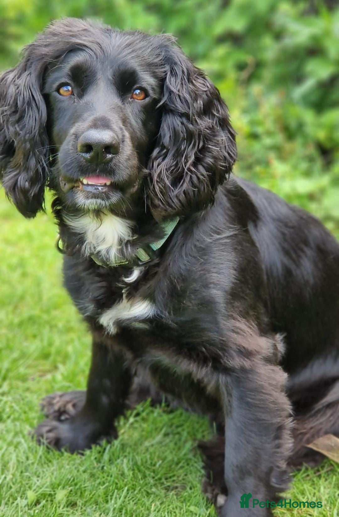 Black Working Cocker spaniel for stud for stud in Leeds | Pets4Homes