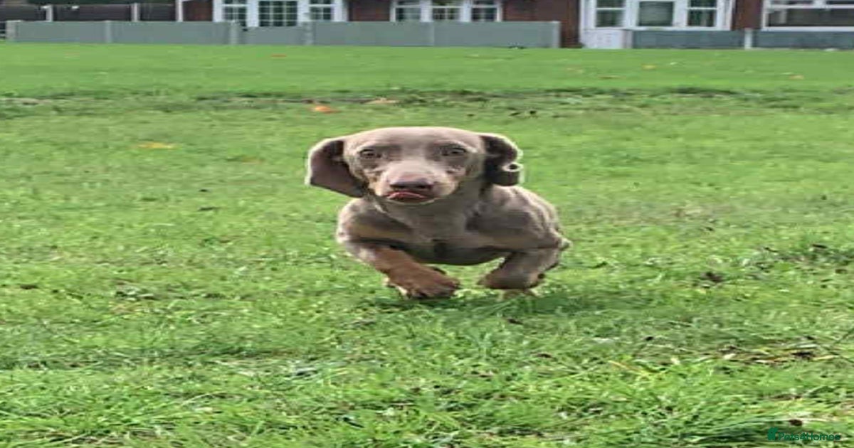 Available stud miniature dashund for stud in Rowley Regis | Pets4Homes