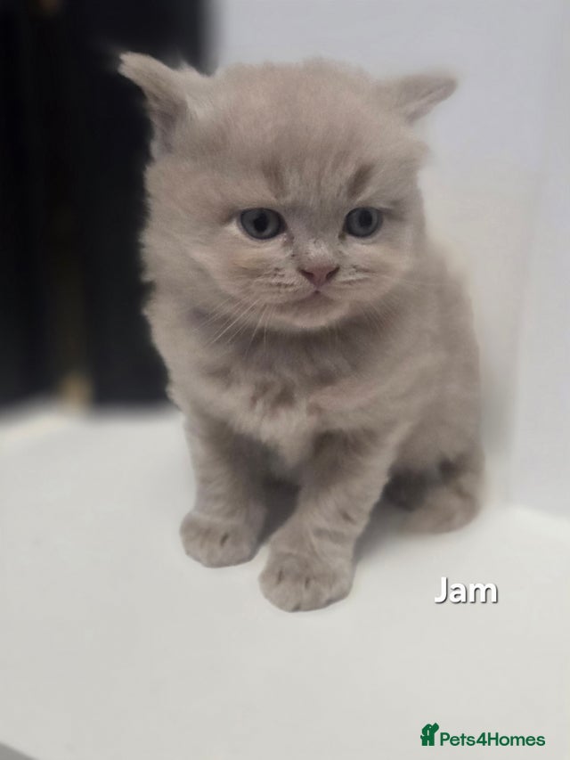 British Shorthair Kitten for sale in Manchester | Pets4Homes