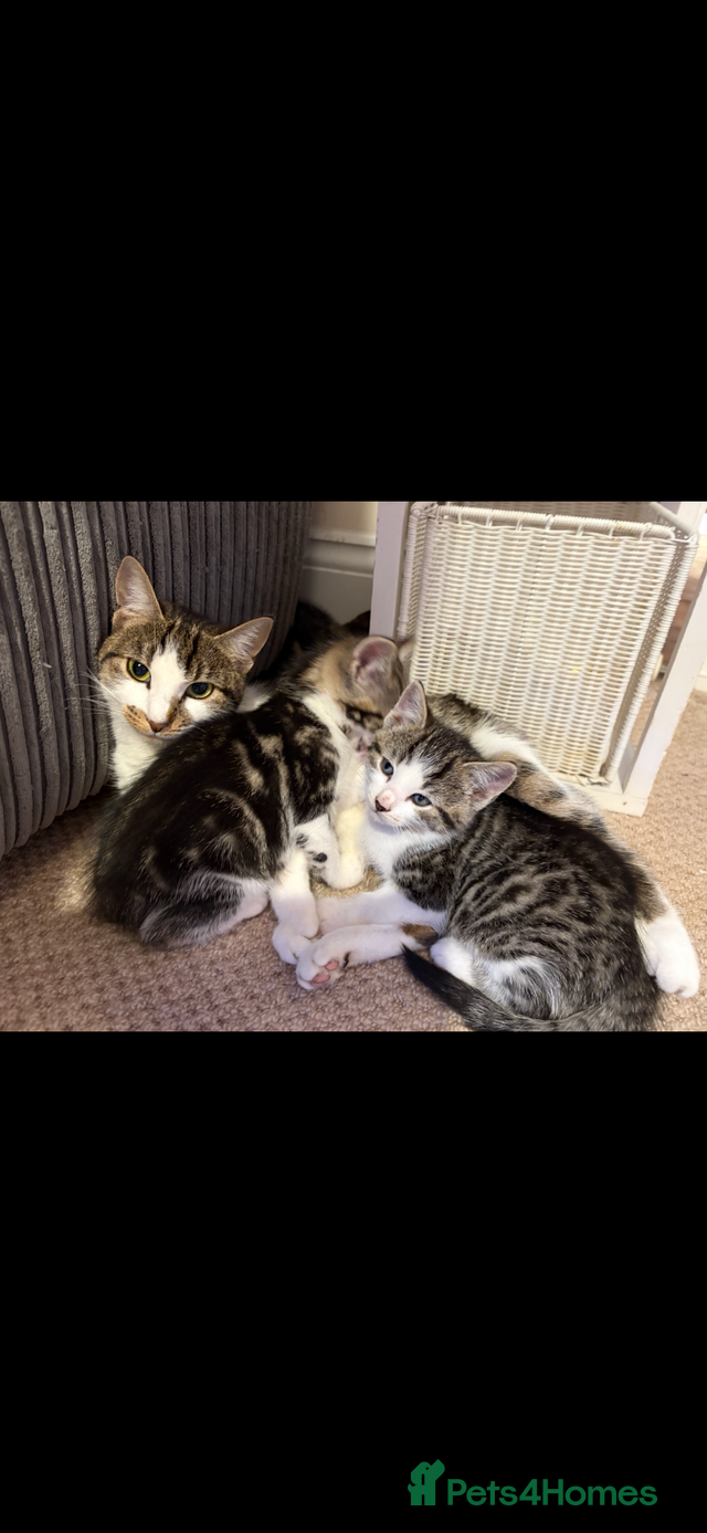 One boy kitten left for sale in Bampton | Pets4Homes