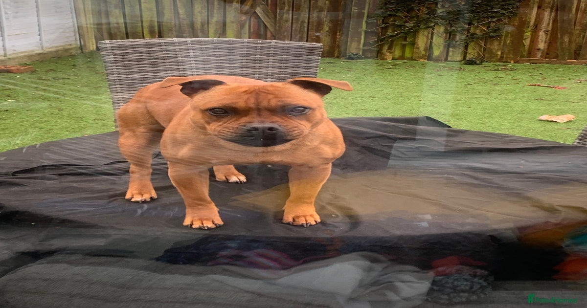 Red staffie free to good home for sale in Rochdale | Pets4Homes
