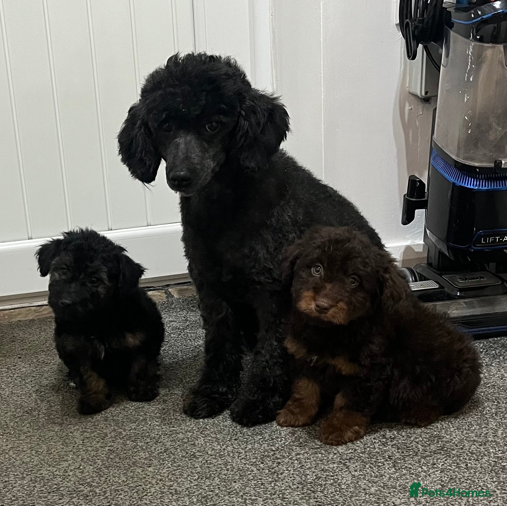 JACKAPOO PUPPIES FOR SALE for sale in Crook | Pets4Homes