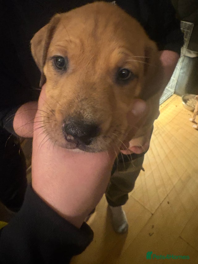 Puppy’s for sale for sale in Lancing | Pets4Homes