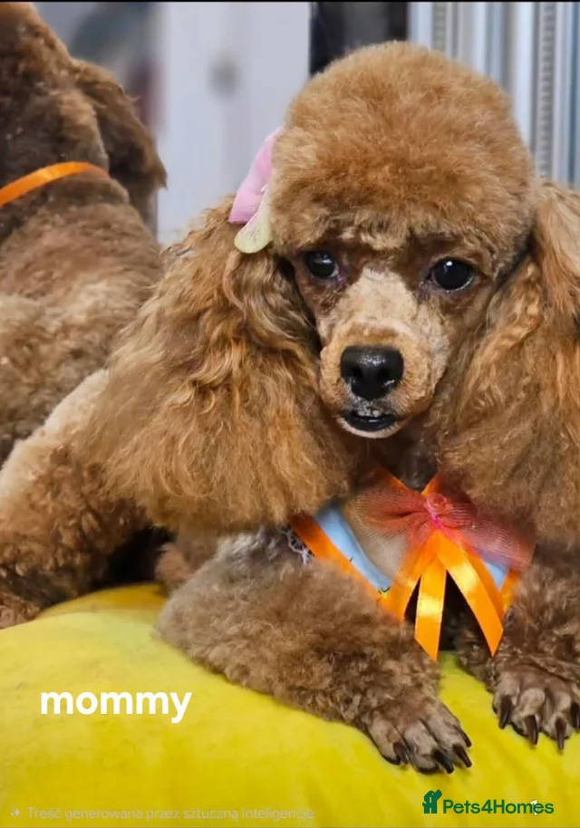 four beautiful little red poodle girls for sale in Spalding | Pets4Homes