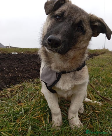 Free Dogs for adoption | Pets4Homes