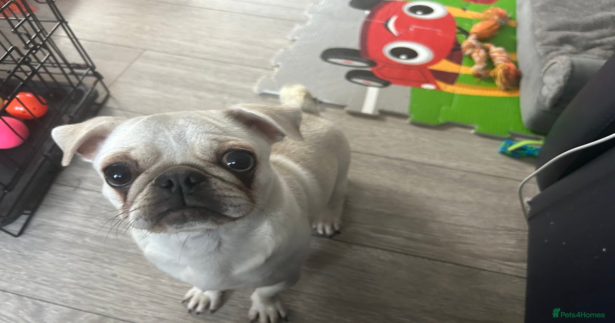 Pasha pug for sale in Mitcham | Pets4Homes