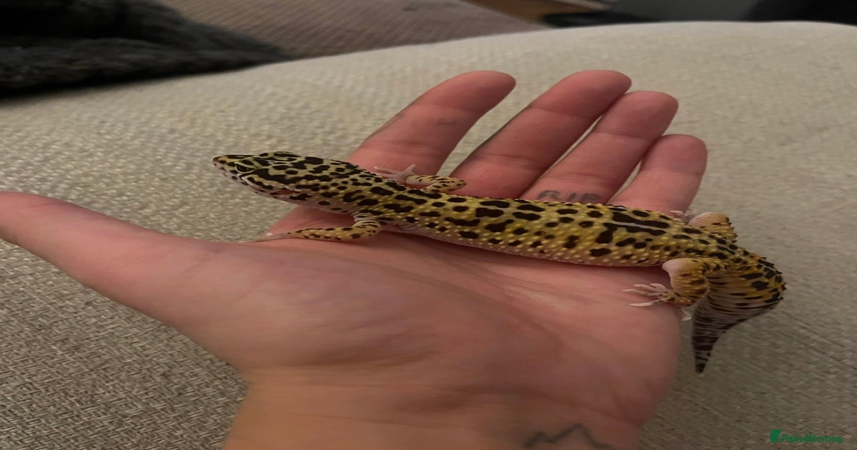 Leopard gecko for sale for sale in Epping | Pets4Homes