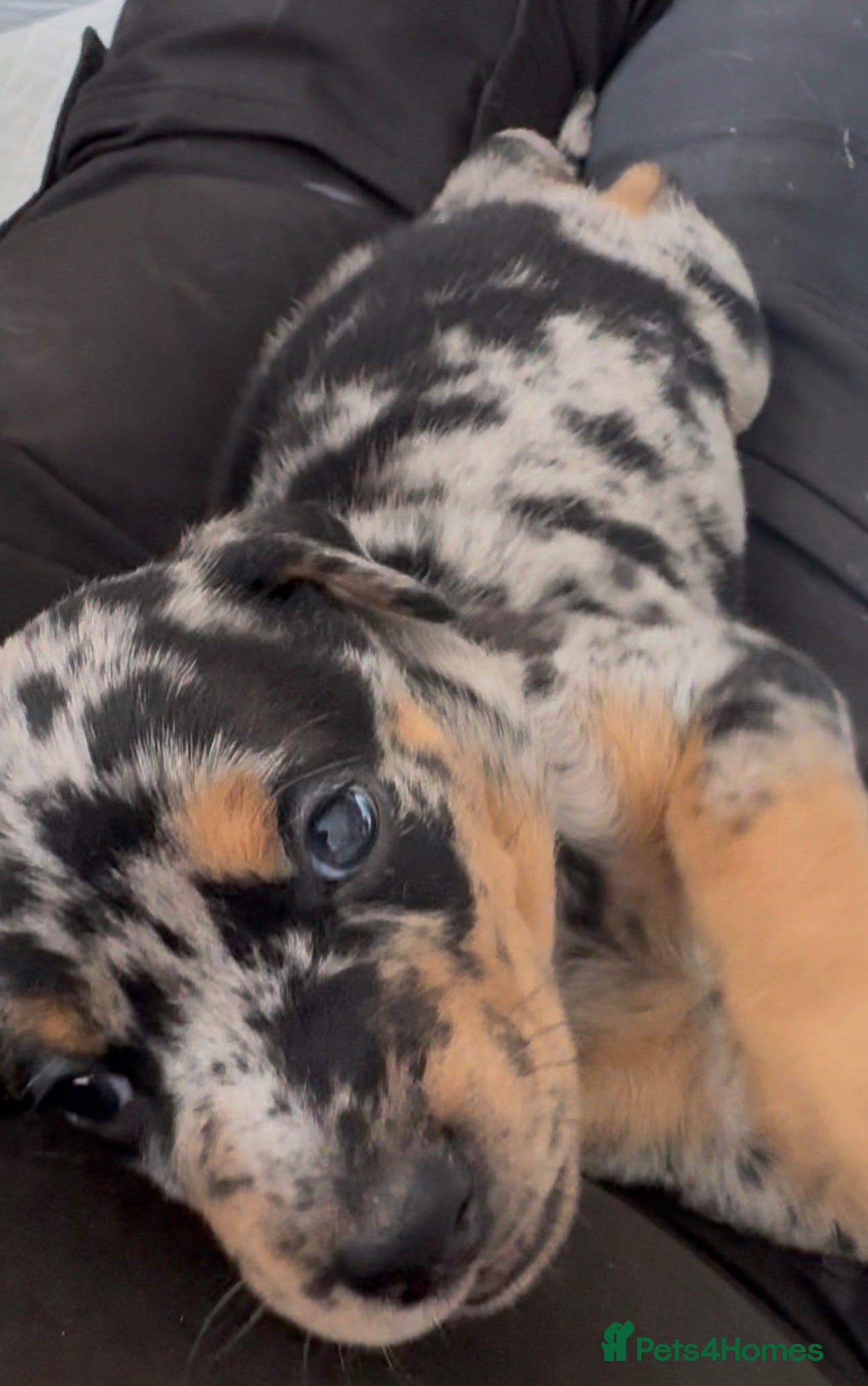 Doberman x Blue Merle border collie puppies for sale in Sunderland ...