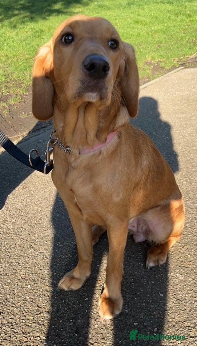 Cockador x red fox Labrador for sale in Mablethorpe | Pets4Homes