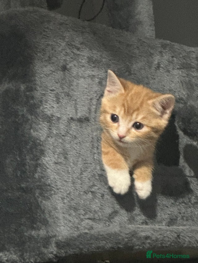 1 male ginger kitten for sale in Torpoint | Pets4Homes