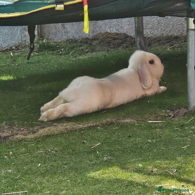 2 white female rabbits for sale in Wigan | Pets4Homes