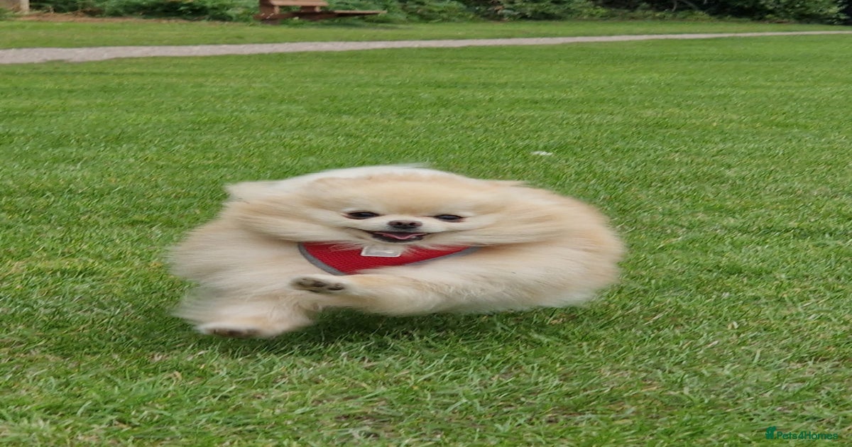 Kennel Club Pomeranian Cream Male At Stud for stud in Bordon | Pets4Homes