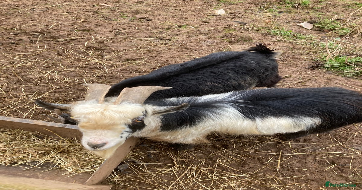 Small Pygmy Billy Goats for sale in Westbury-on-Severn | Pets4Homes
